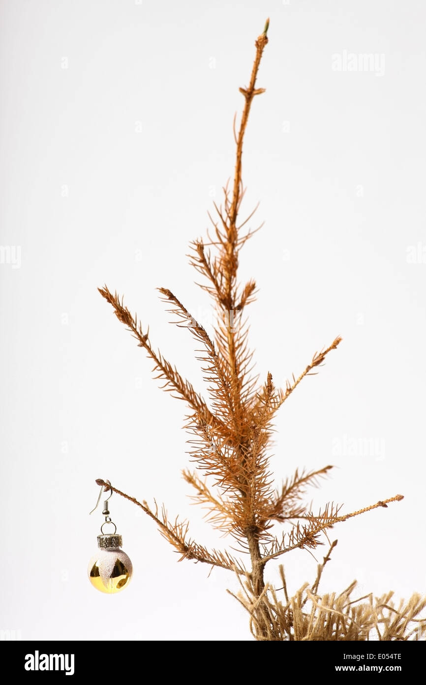 Dead christmas tree hi-res stock photography and images - Alamy