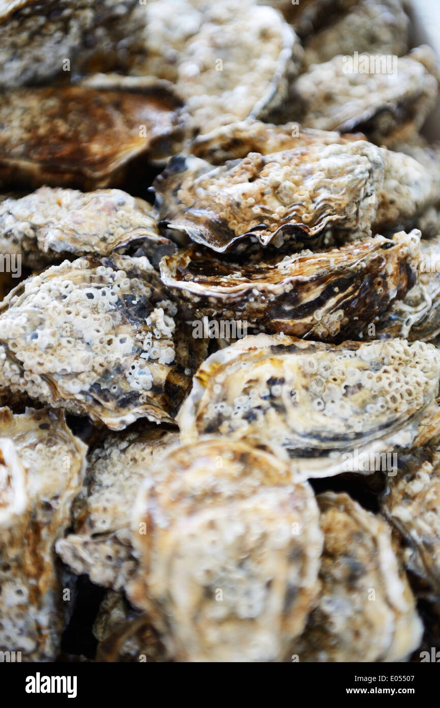 Stock photo of oysters Stock Photo - Alamy