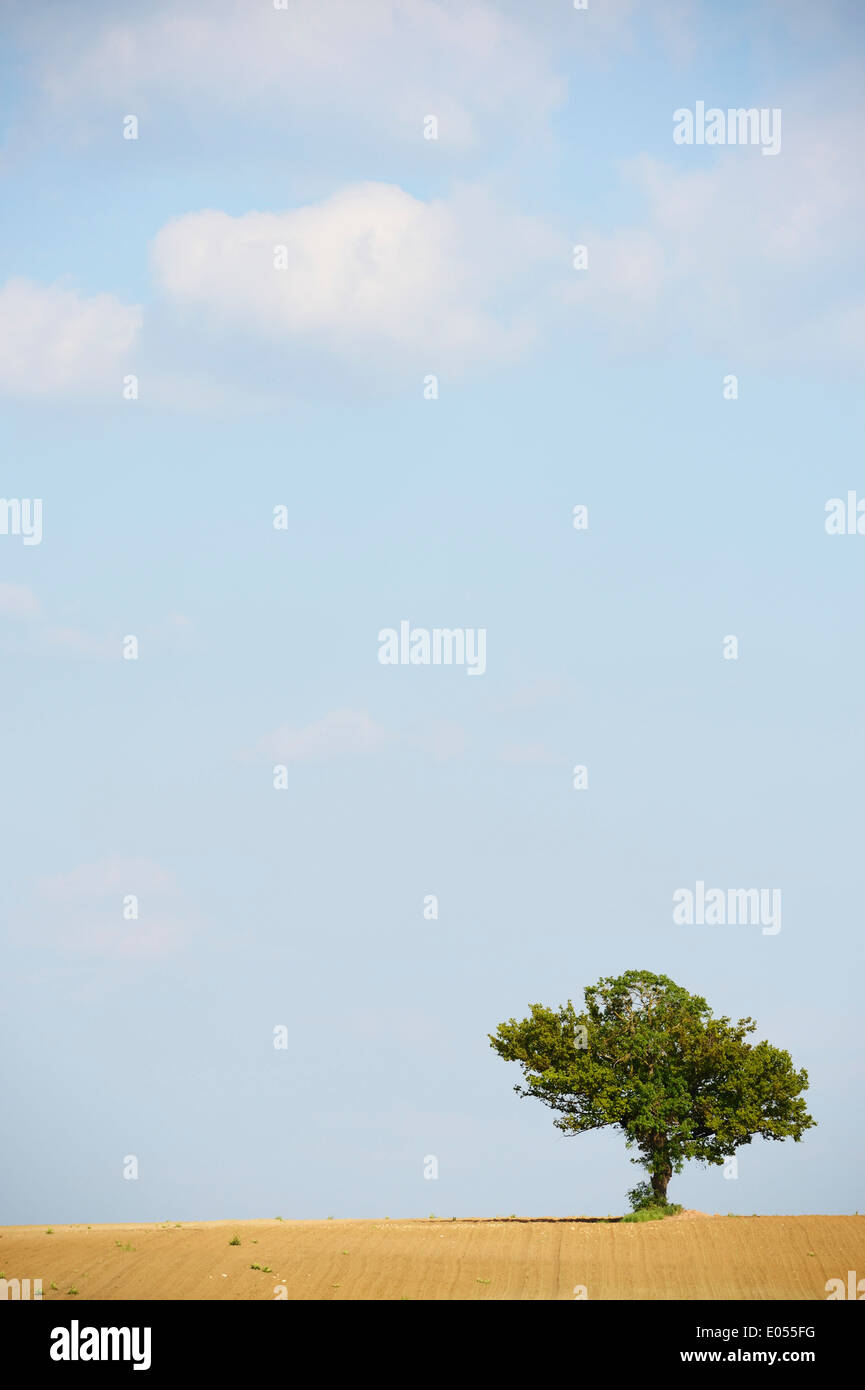 Single tree field hi-res stock photography and images - Alamy