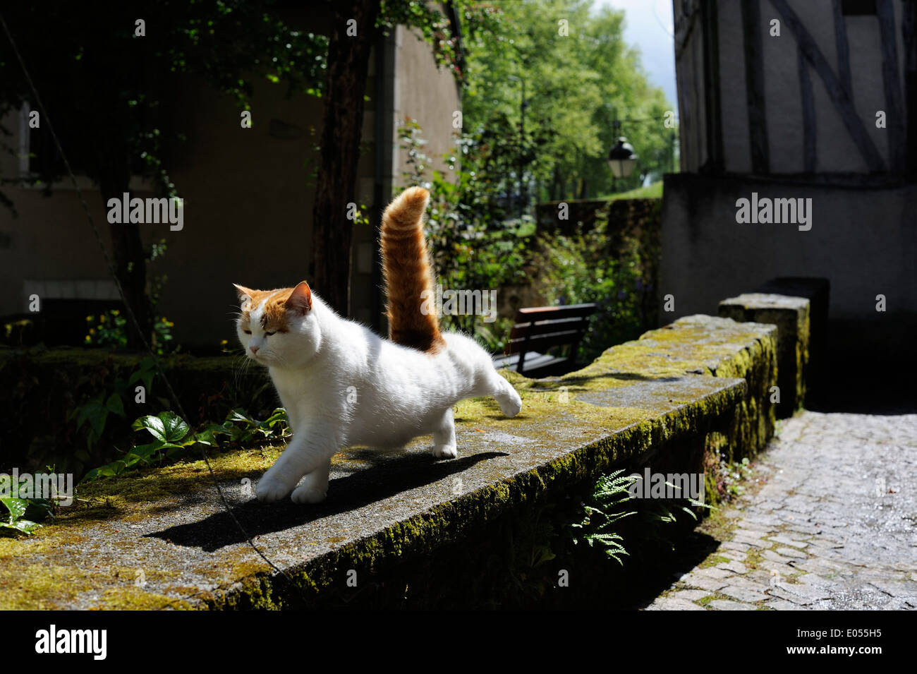 Stock photo of a cat on a wall Stock Photo - Alamy
