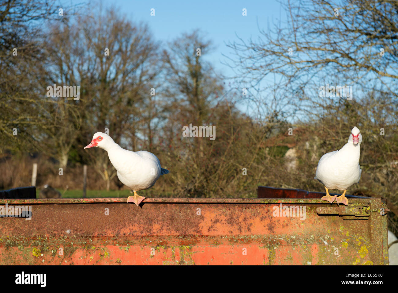 Stock photo of two white ducks standing on an old metal farm trailer ...
