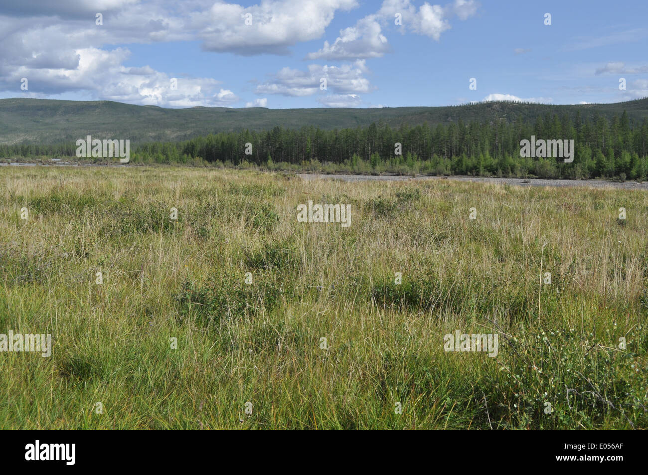 Northern landscape. Swampy plain under the blue sky with rare trees and ...
