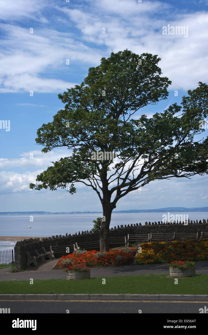 Seaside tree at Clevedon, Somerset Stock Photo - Alamy