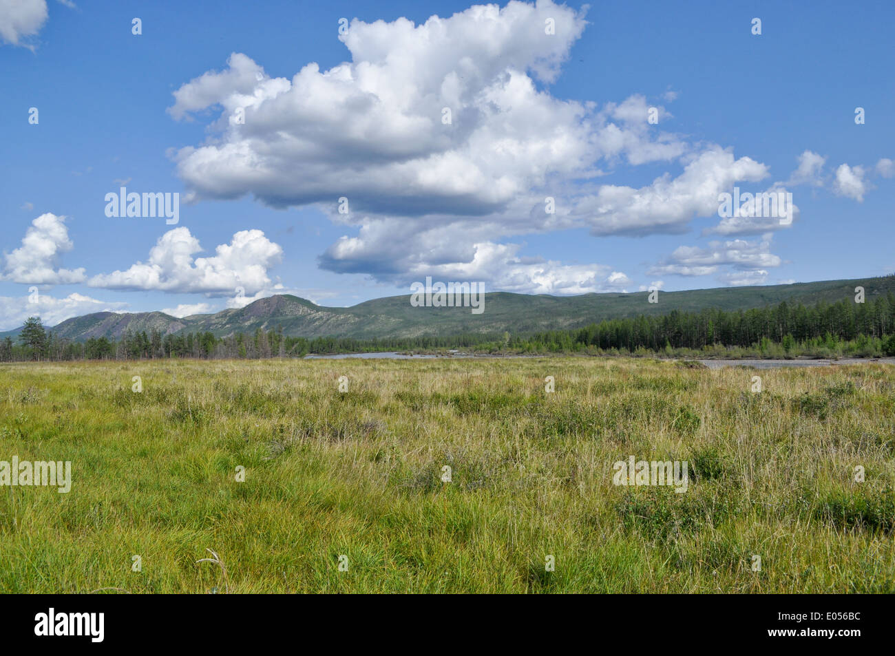 Northern landscape. Swampy plain under the blue sky with rare trees and ...