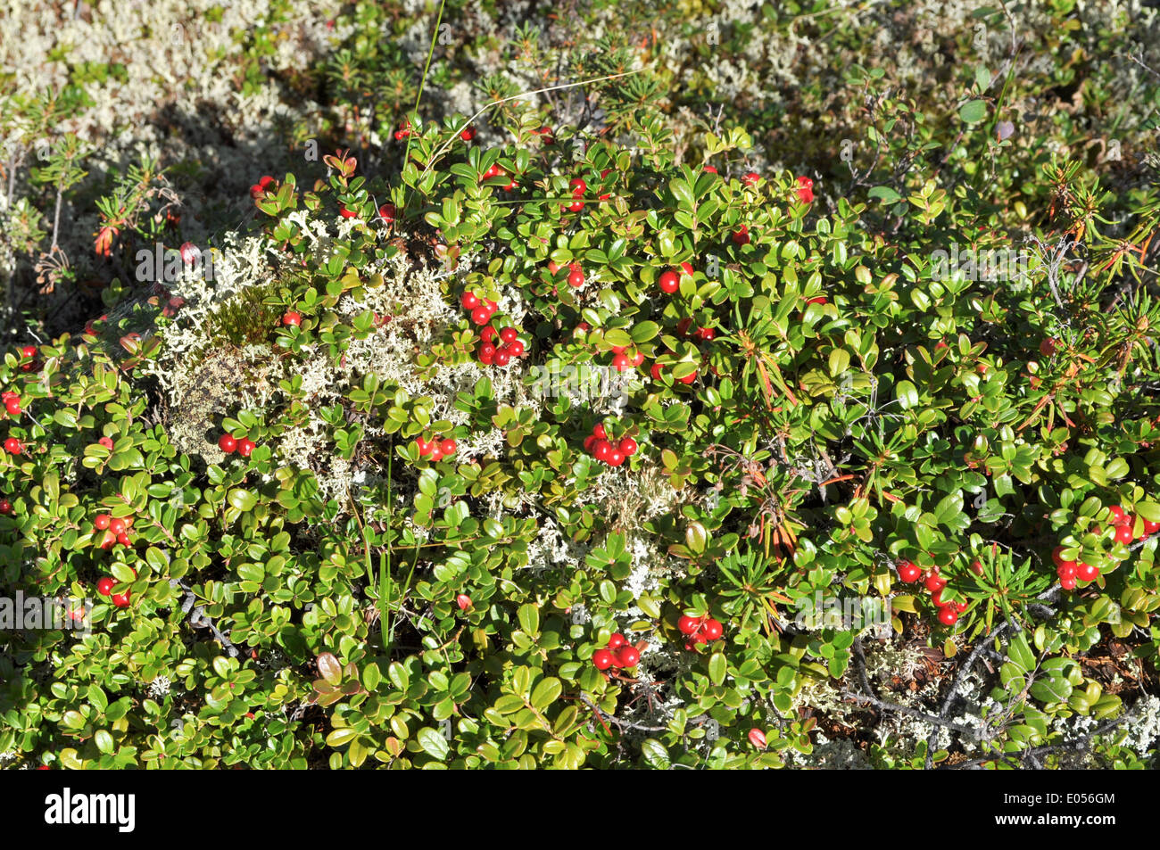 Russia, Yakutia. Red berries of cranberries amid the green of the ...