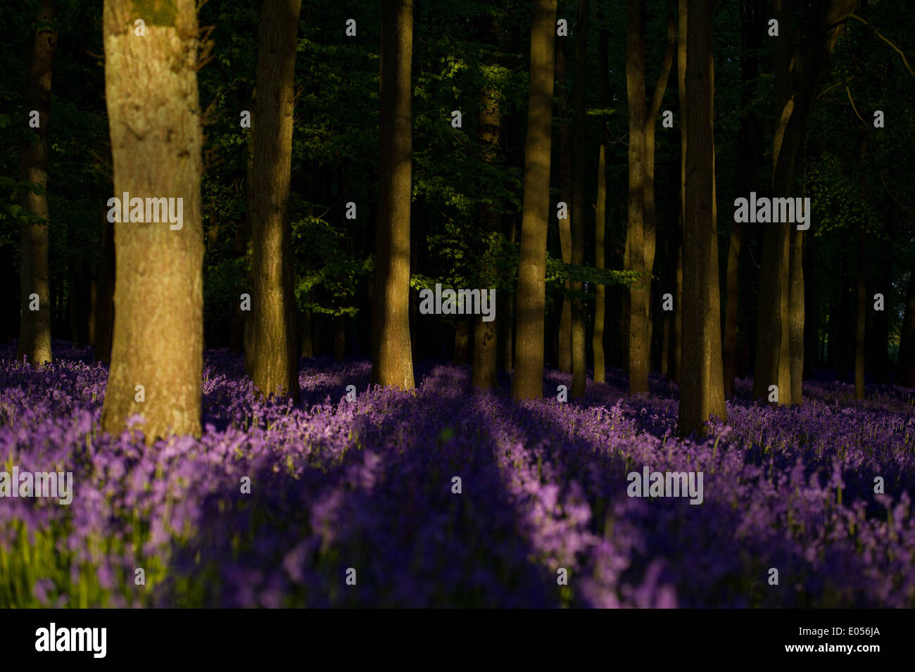 Bluebells at sunset in Dockey Wood on the Ashridge Estate in the Home ...