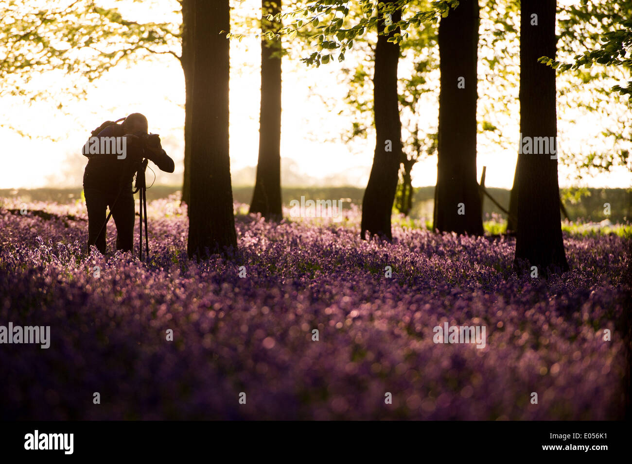 A photographer in Dockey Woods, an area of the Ashridge Estate famous ...