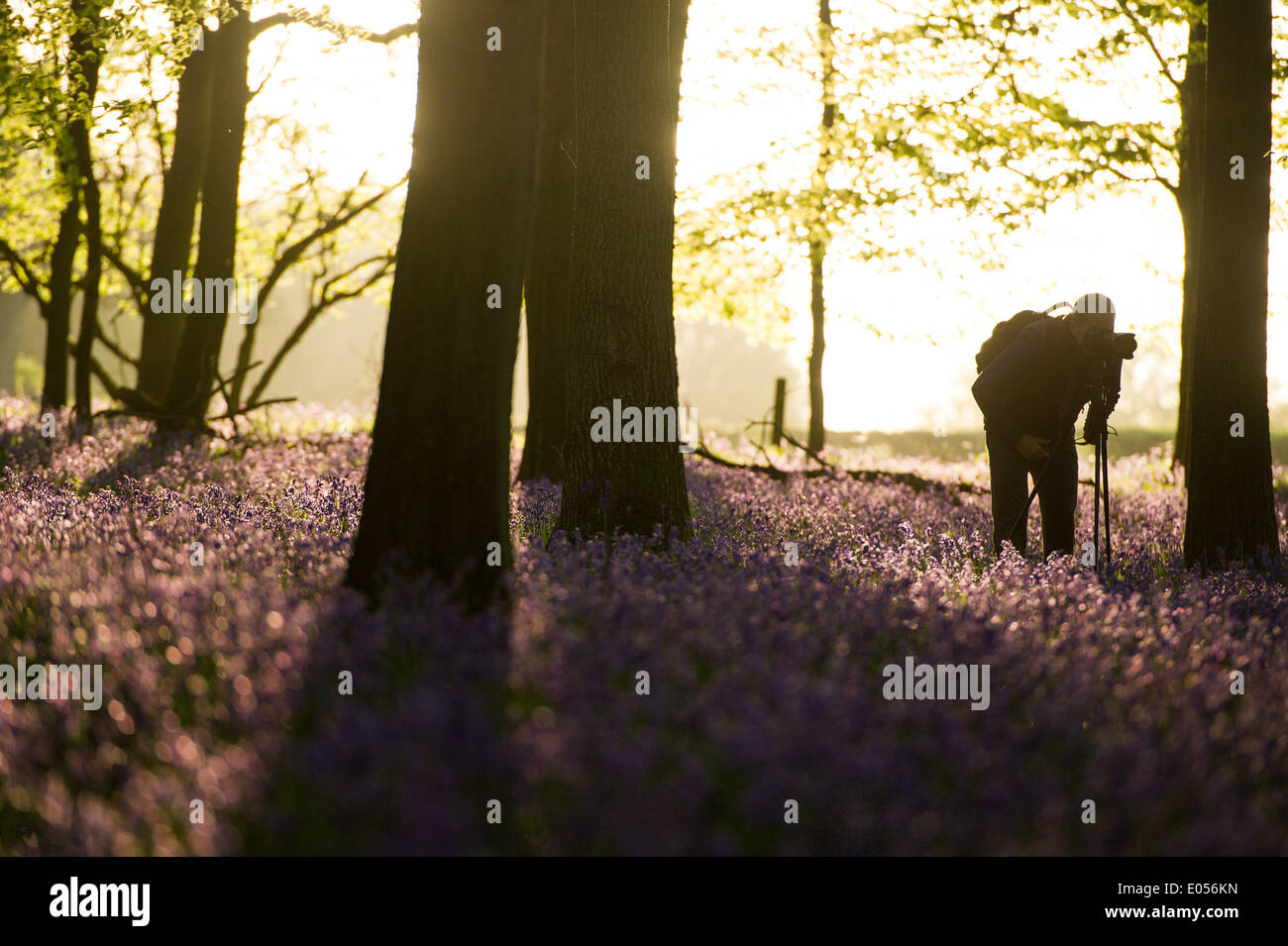 A photographer in Dockey Woods, an area of the Ashridge Estate famous ...