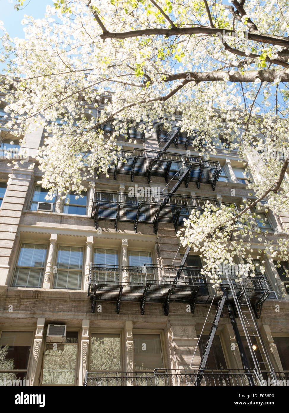 Building Facade and spring flowering Trees, SoHo-Cast Iron Historic ...