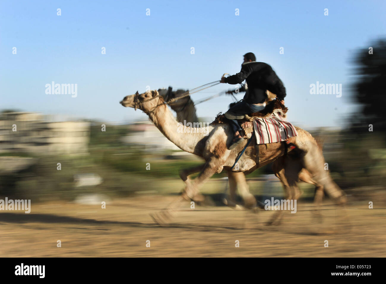 GAZA,PALESTINE-MAY 2: Horse and camel races are spotlighted while lack ...