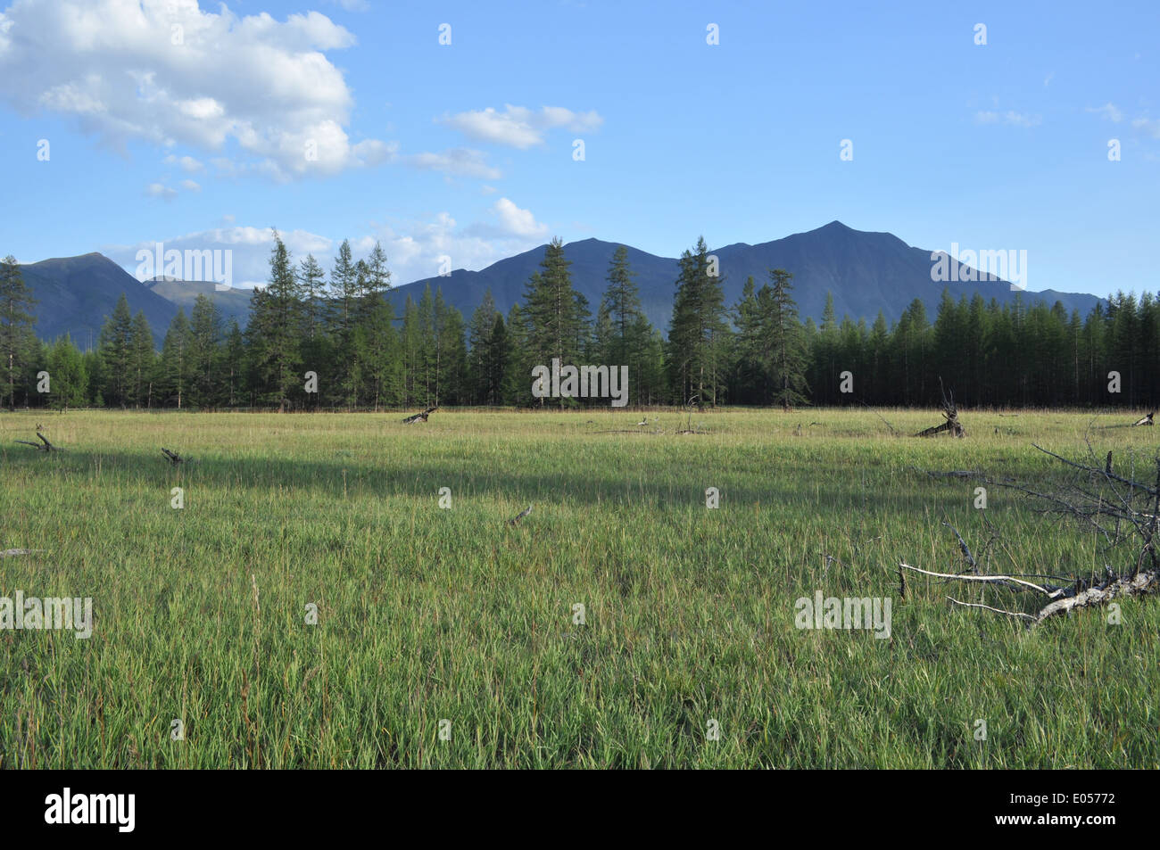 Green meadows in mountain valley of the river Suntar. Russia, Yakutia ...