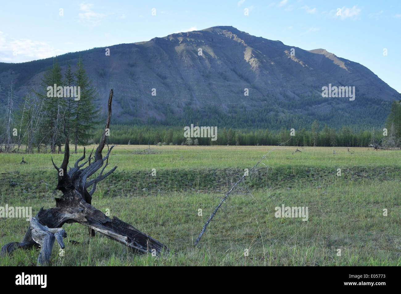 Green meadows in mountain valley of the river Suntar. Russia, Yakutia ...