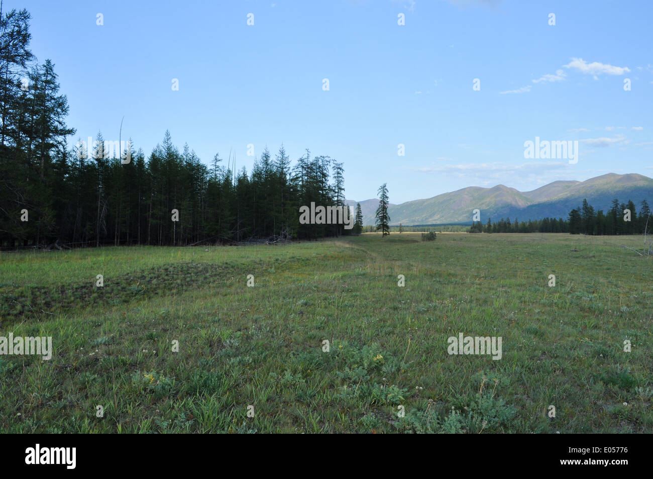 Green meadows in mountain valley of the river Suntar. Russia, Yakutia ...
