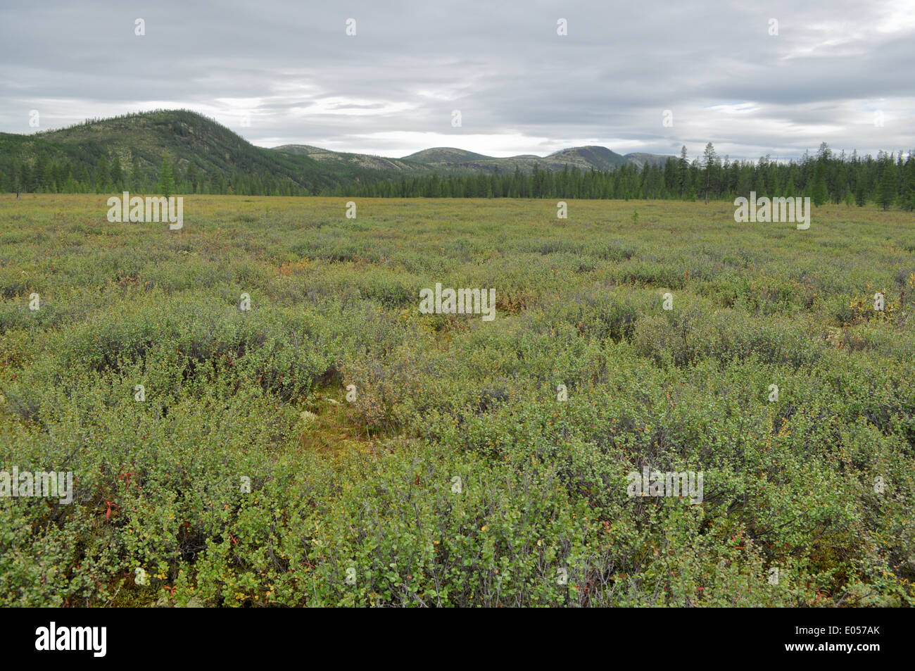 Landscape Yakutian tundra. The valley of the river Suntar in the hill ...