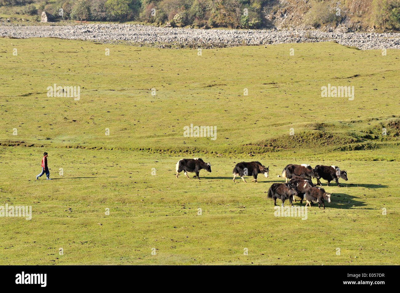 Herd of yaks, village of Sakteng on Merak Sakteng trek, Eastern Bhutan ...