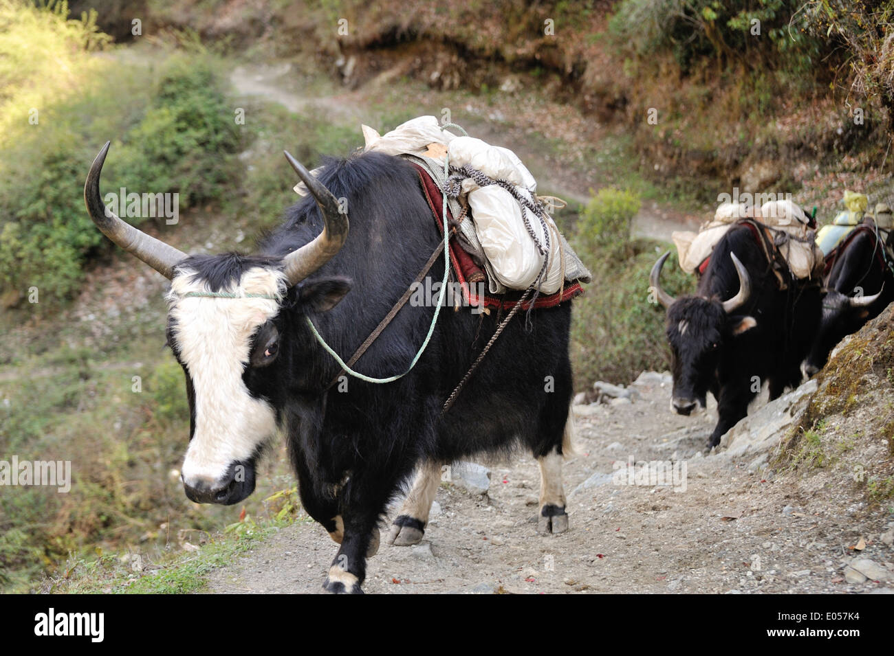 Loaded yaks, Merak and Sakteng trek, Eastern Bhutan Stock Photo - Alamy