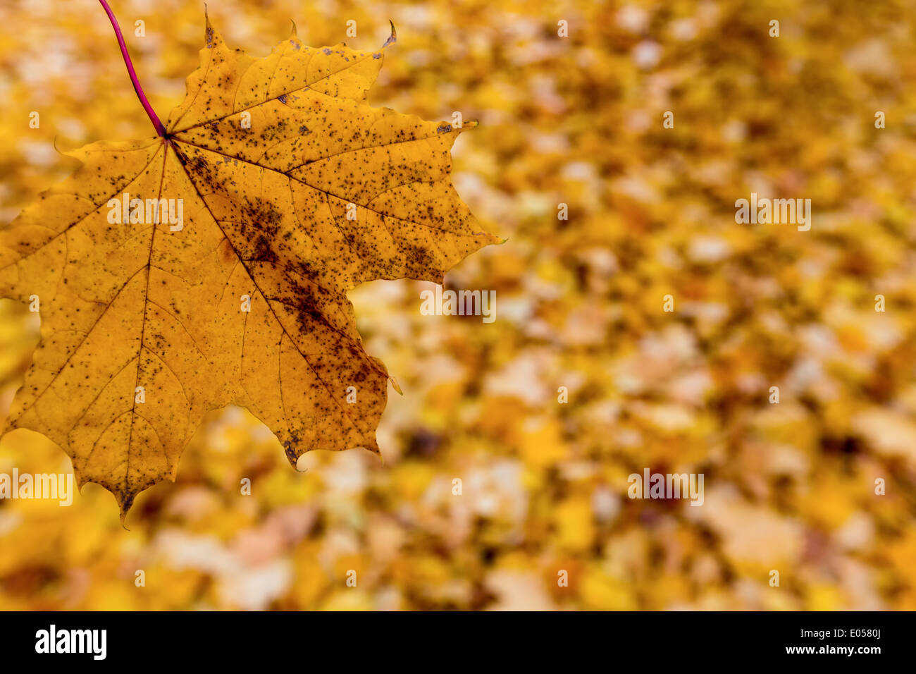 Leaves dropped from tree hi-res stock photography and images - Alamy