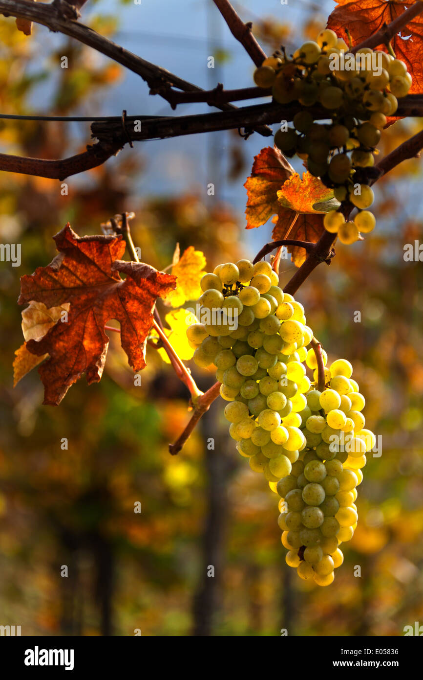 Rebstock Stock Photos & Rebstock Stock Images - Alamy