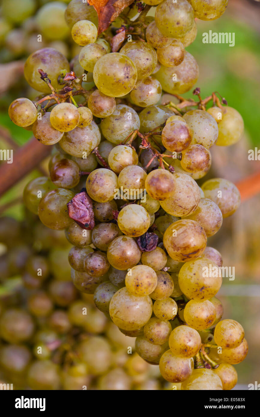 Rebstock hi-res stock photography and images - Alamy