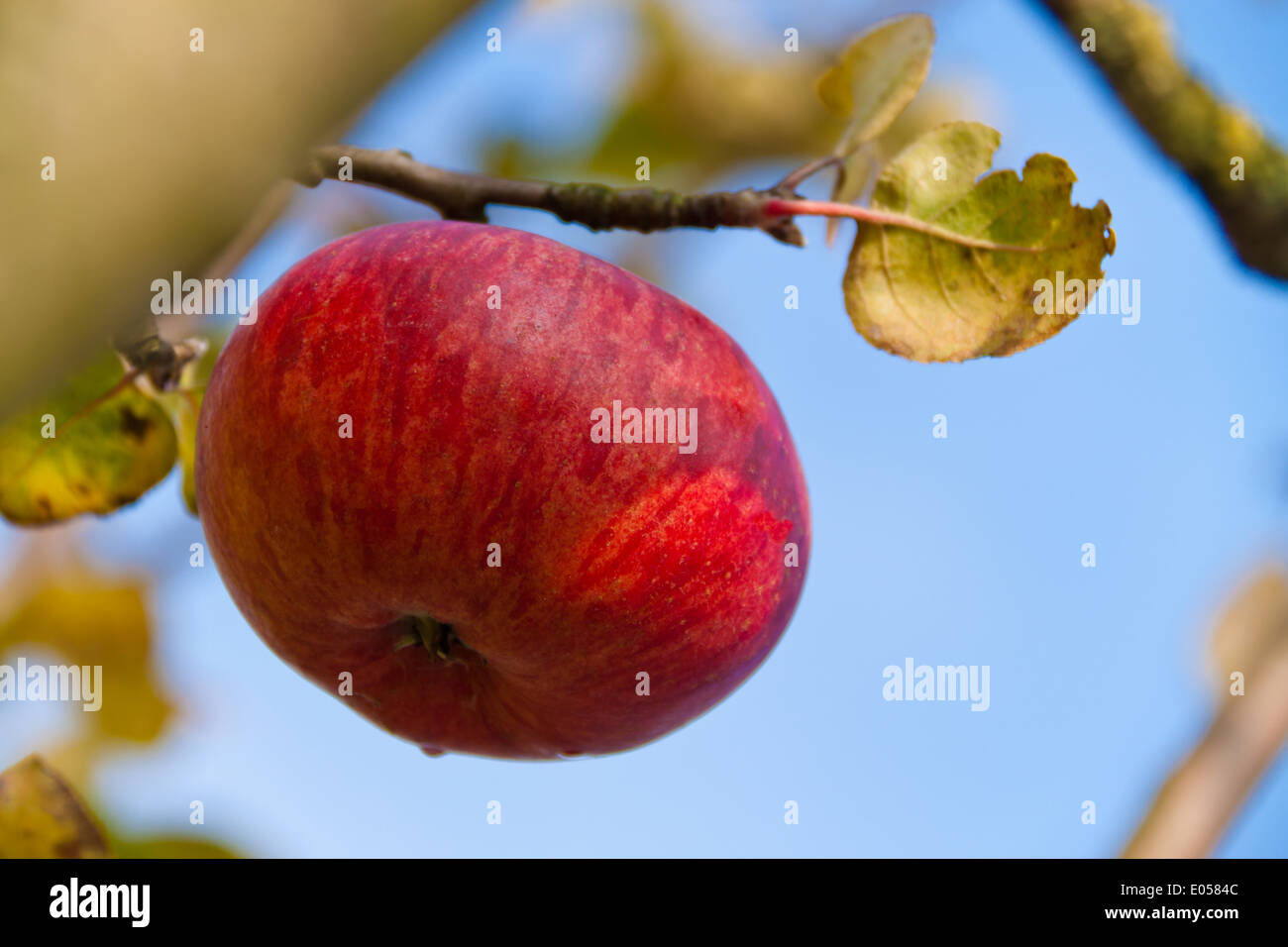 Sommer apfelernte hi-res stock photography and images - Alamy