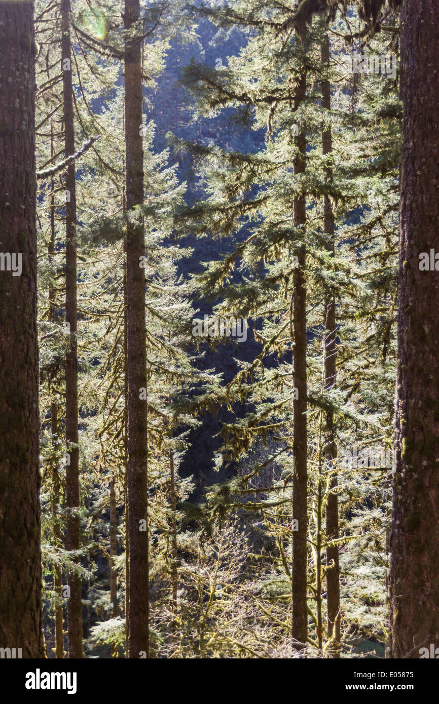 magical view of a forest in Oregon with sunlight filtering thru the ...