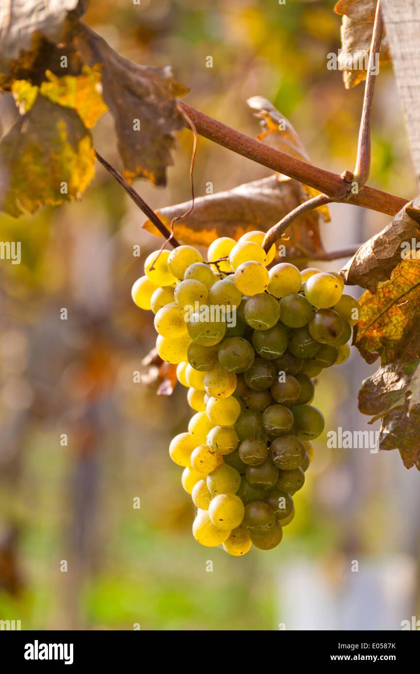 Rebstock Stock Photos & Rebstock Stock Images - Alamy