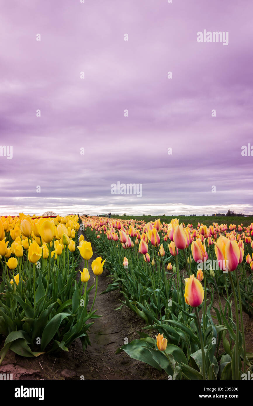 Beautiful shot field different hi-res stock photography and images - Alamy