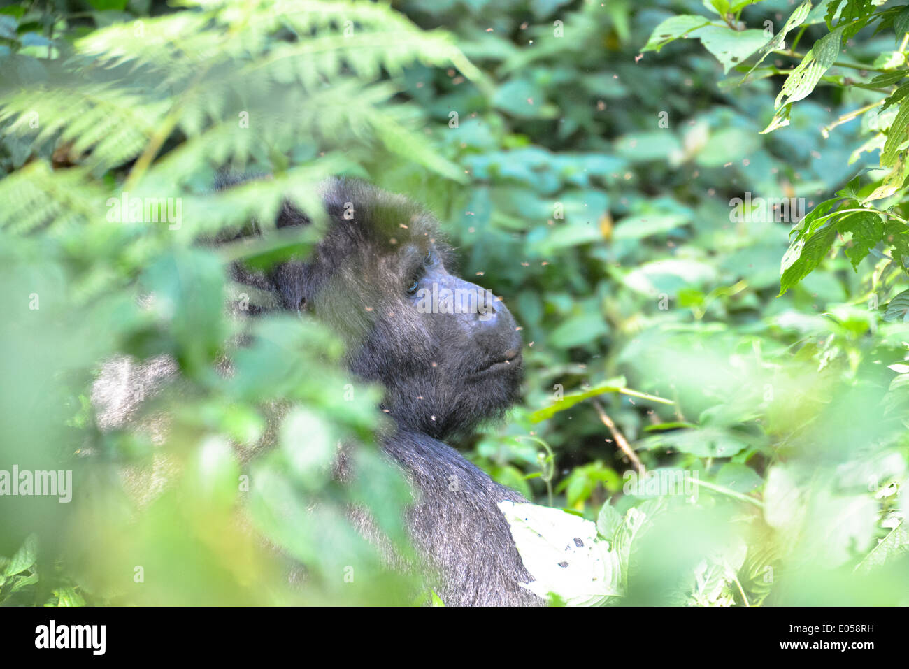 a male mountain gorilla or so called silverback in Bwindi National park ...