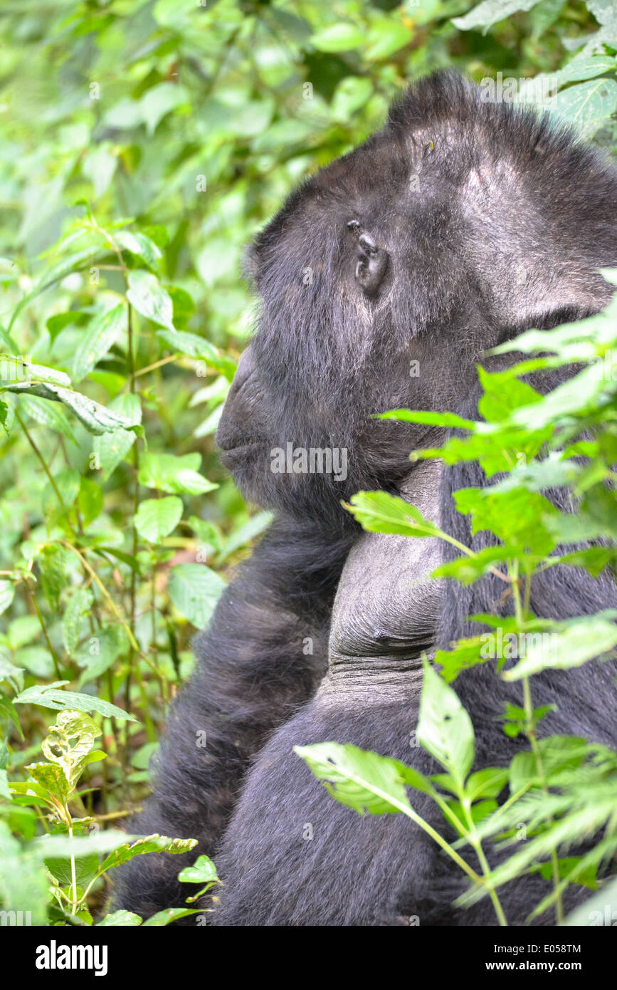 a male mountain gorilla or so called silverback in Bwindi National park ...
