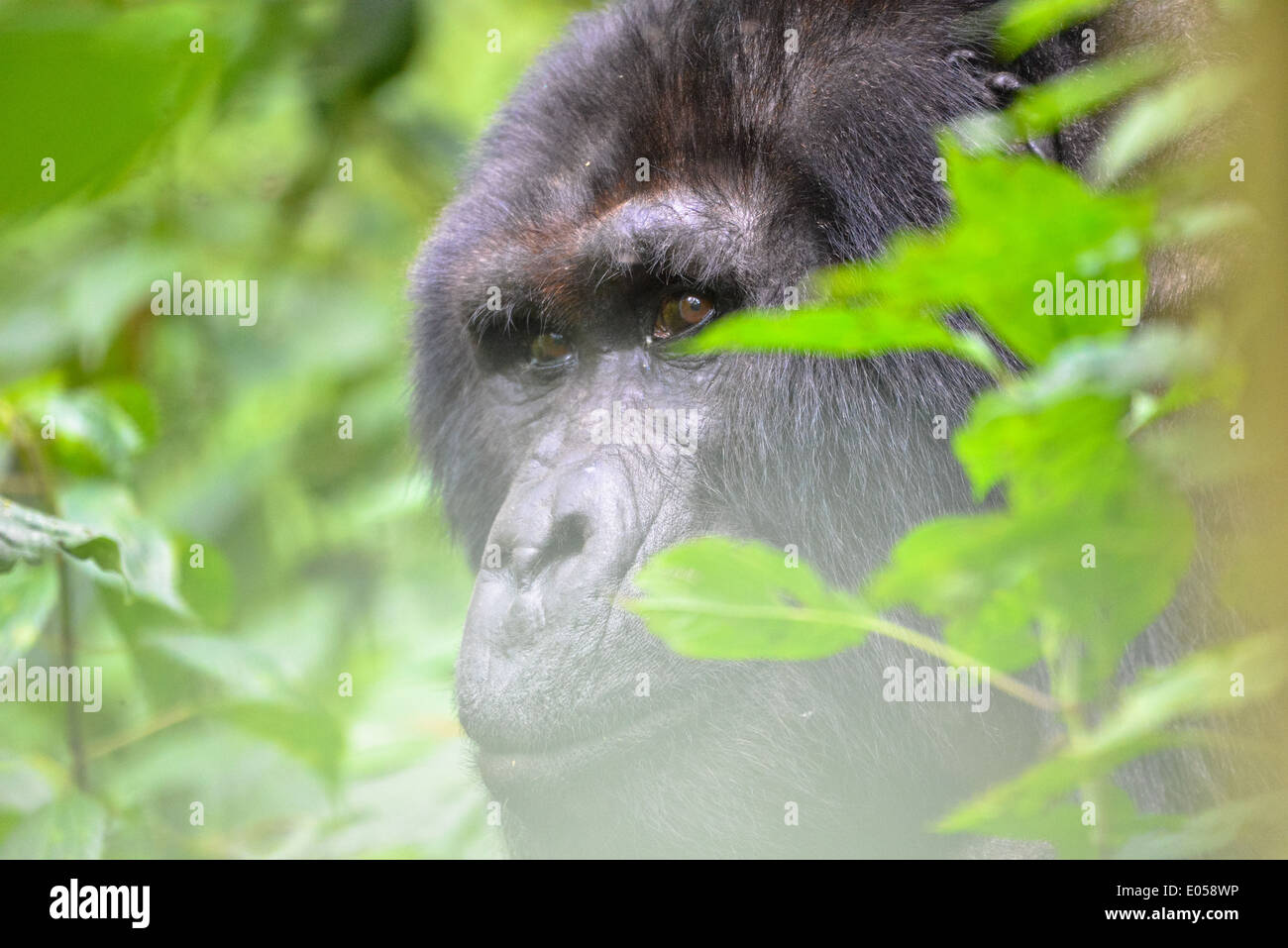 a male mountain gorilla or so called silverback in Bwindi National park ...