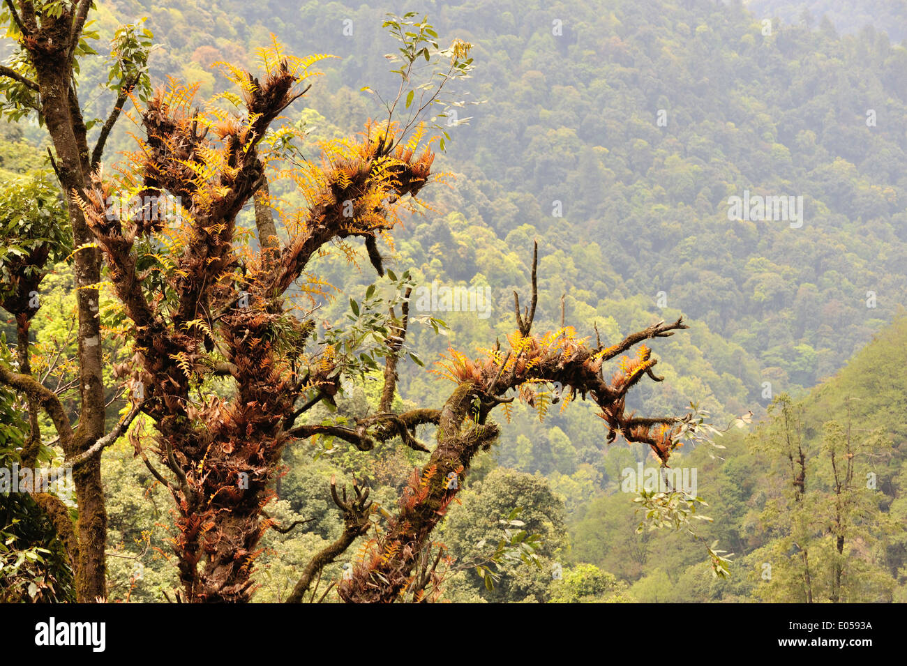 Himalayan forest hi-res stock photography and images - Alamy