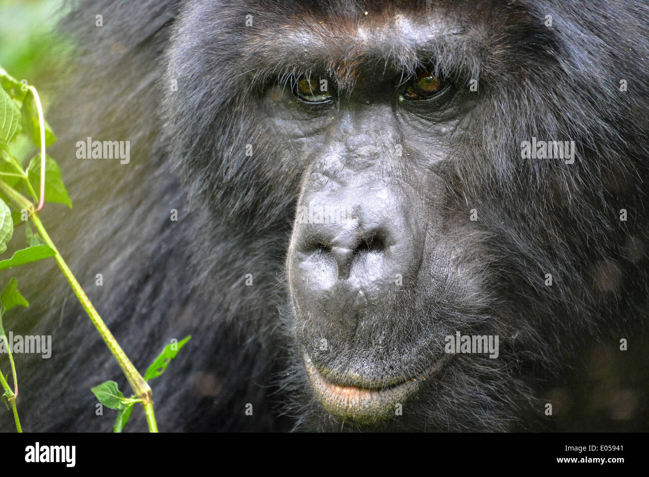 a male gorilla or so called silverback in the prime forest of Bwindi ...
