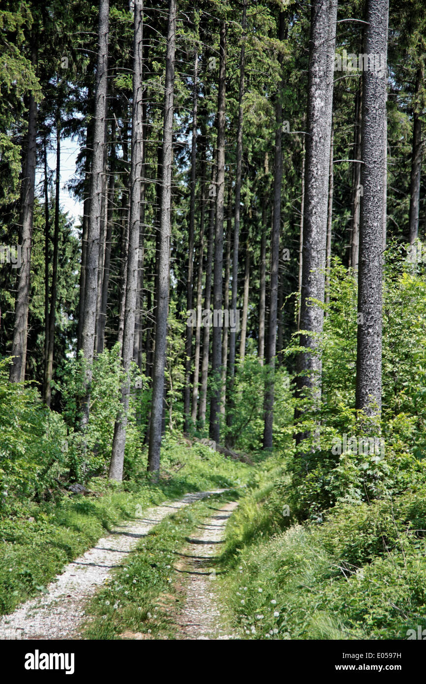 Forest way, Waldweg Stock Photo - Alamy