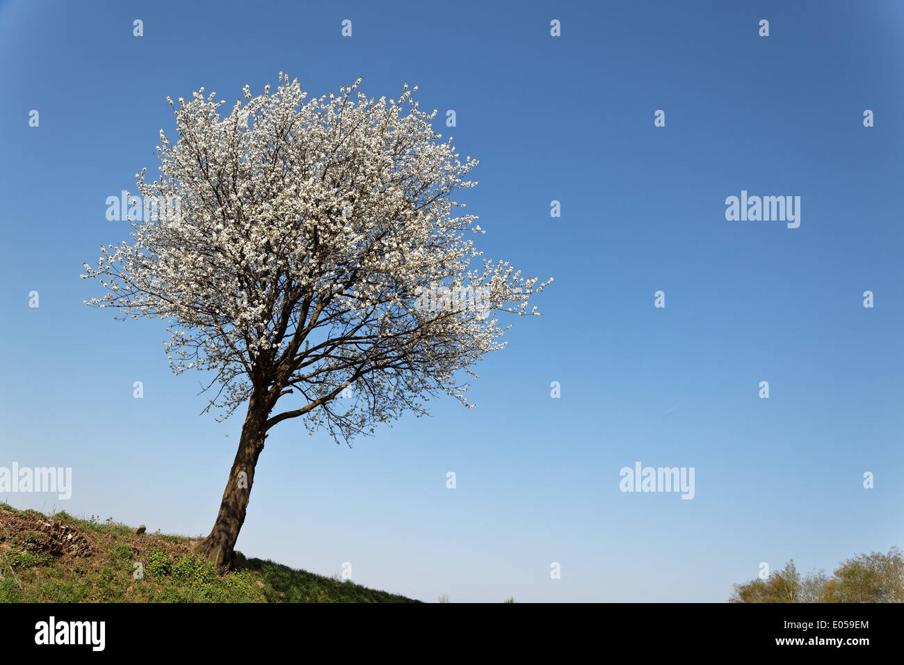 Tree in the spring with blossoms before blue sky, Baum im Fruehling mit ...