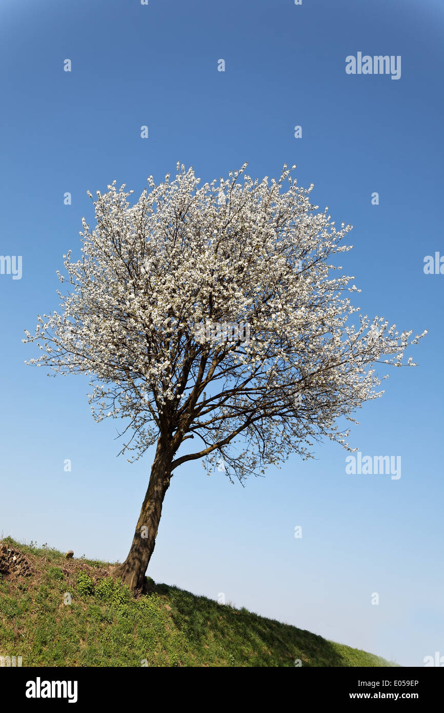 Tree in the spring with blossoms before blue sky, Baum im Fruehling mit ...