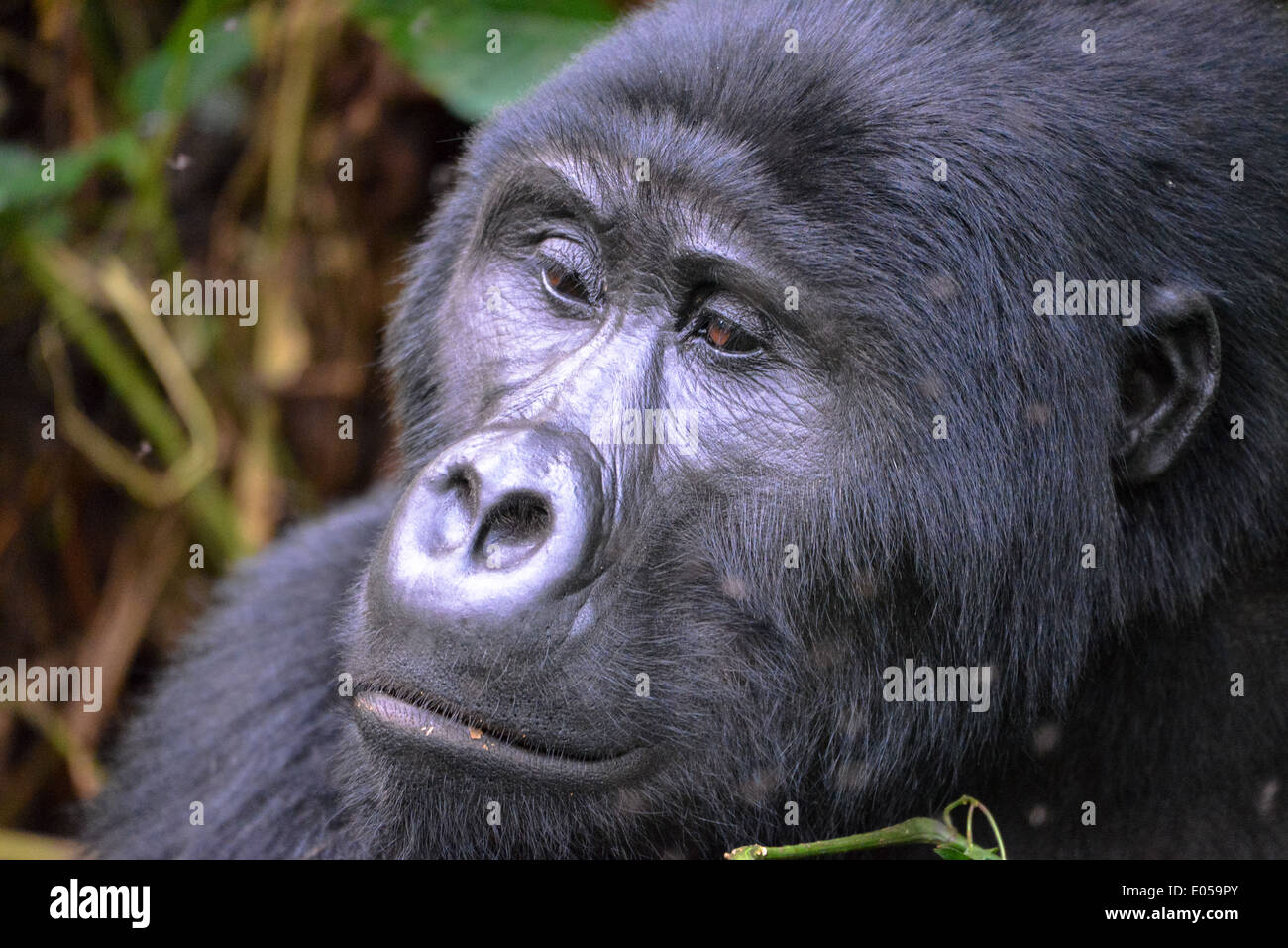 Tourists see a mountain gorilla hi-res stock photography and images - Alamy
