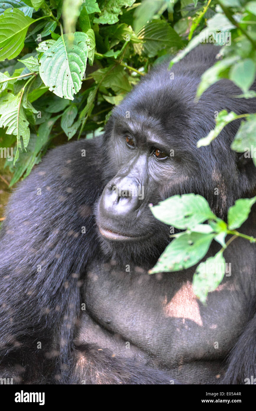 a male gorilla or so called silverback in the prime forest of Bwindi ...