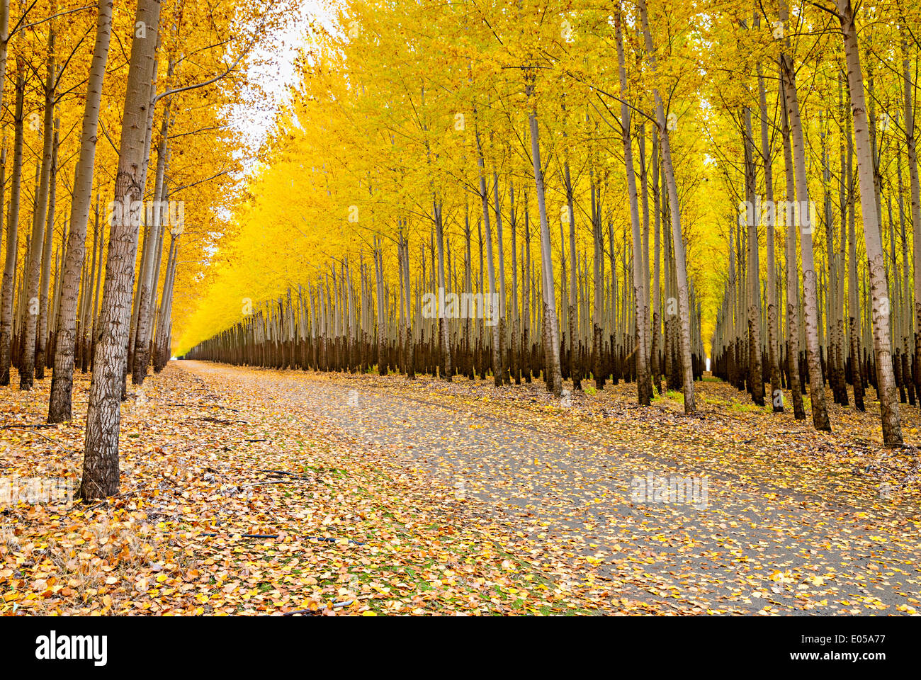 Tree farm access road follows tree rows Stock Photo - Alamy