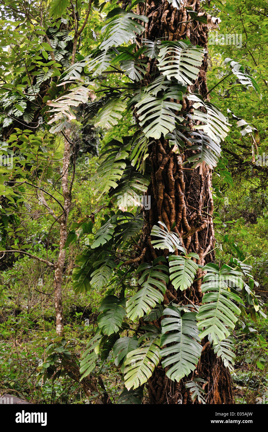 Himalayan forest vegetation in Eastern Bhutan. Image taken on Merak ...
