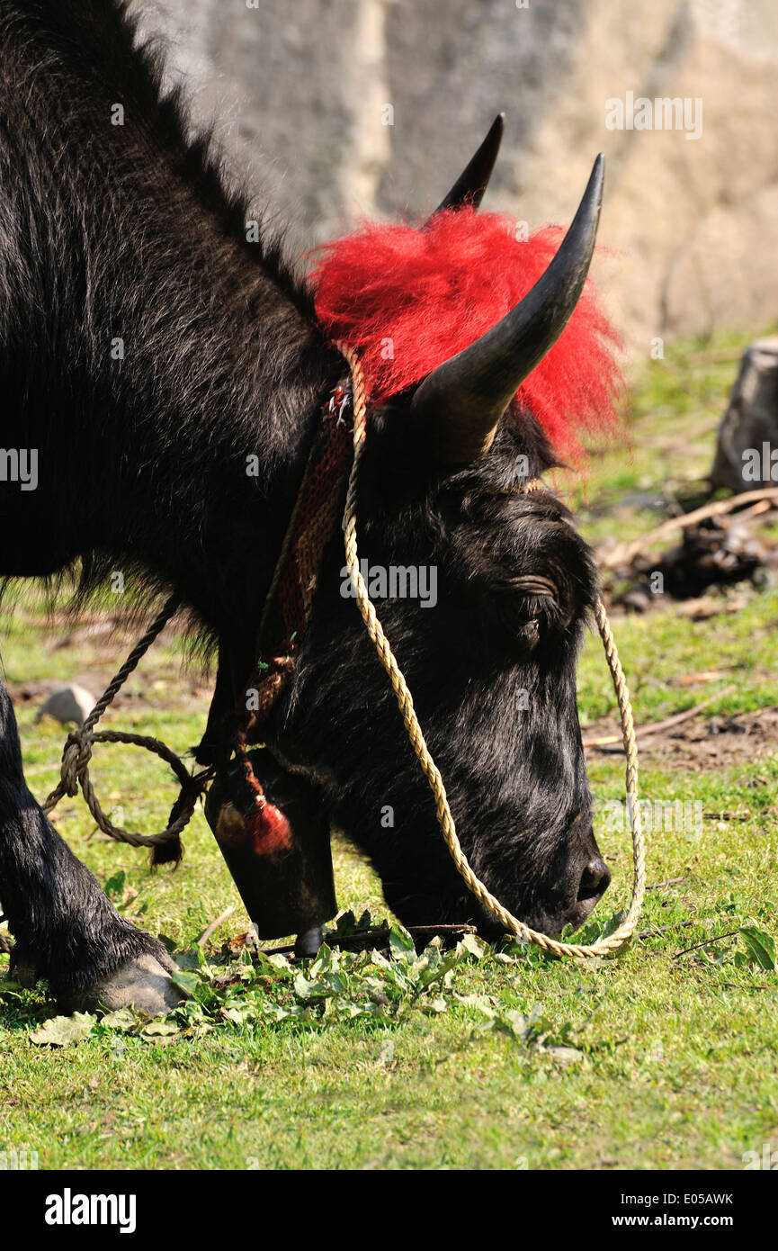 Sakteng High Resolution Stock Photography and Images - Alamy