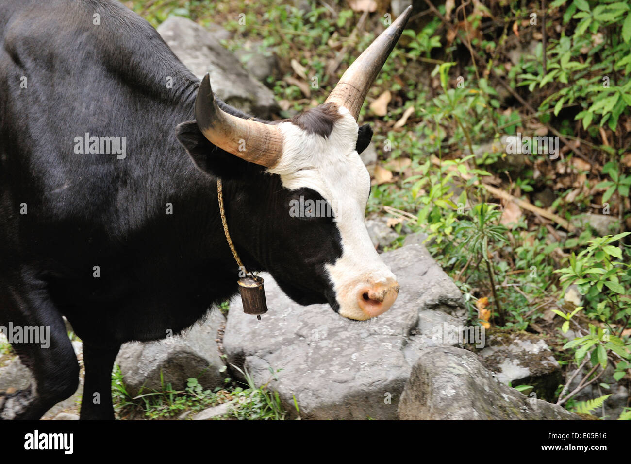 Cow, Merak and Sakteng trek, Eastern Bhutan Stock Photo - Alamy