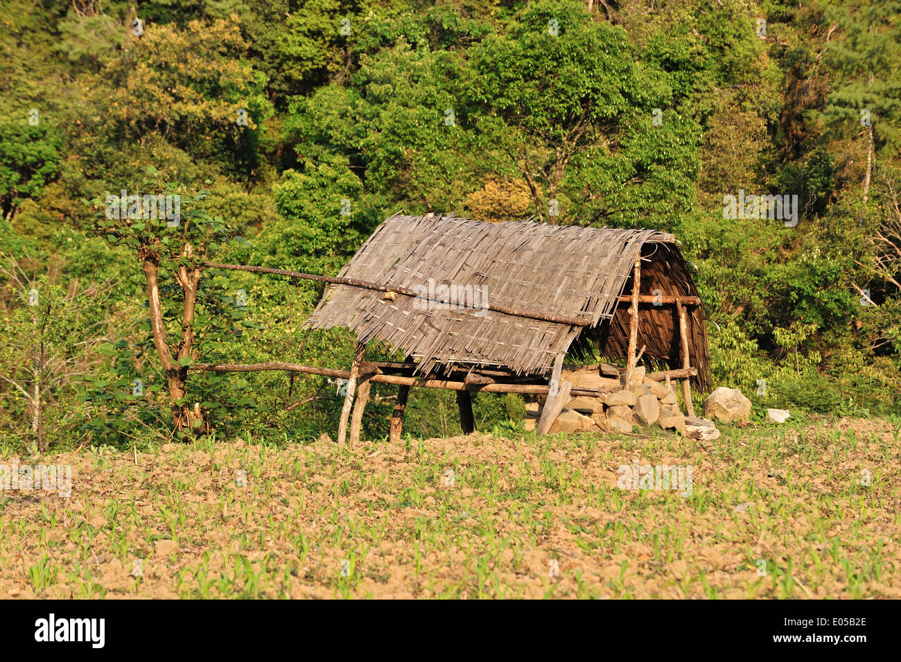 Shed Roof Bamboo High Resolution Stock Photography and Images - Alamy