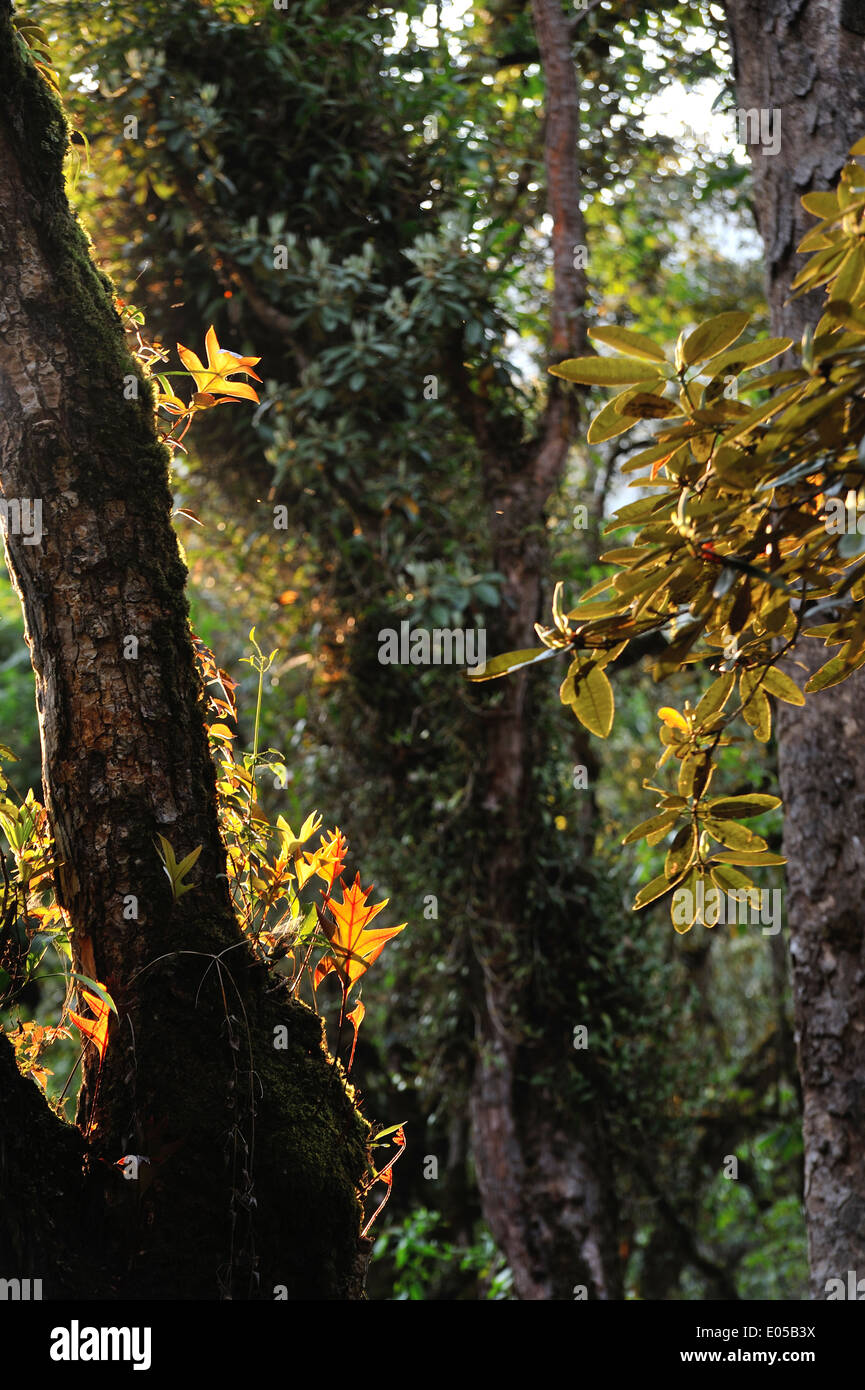 Himalayan forest hi-res stock photography and images - Alamy