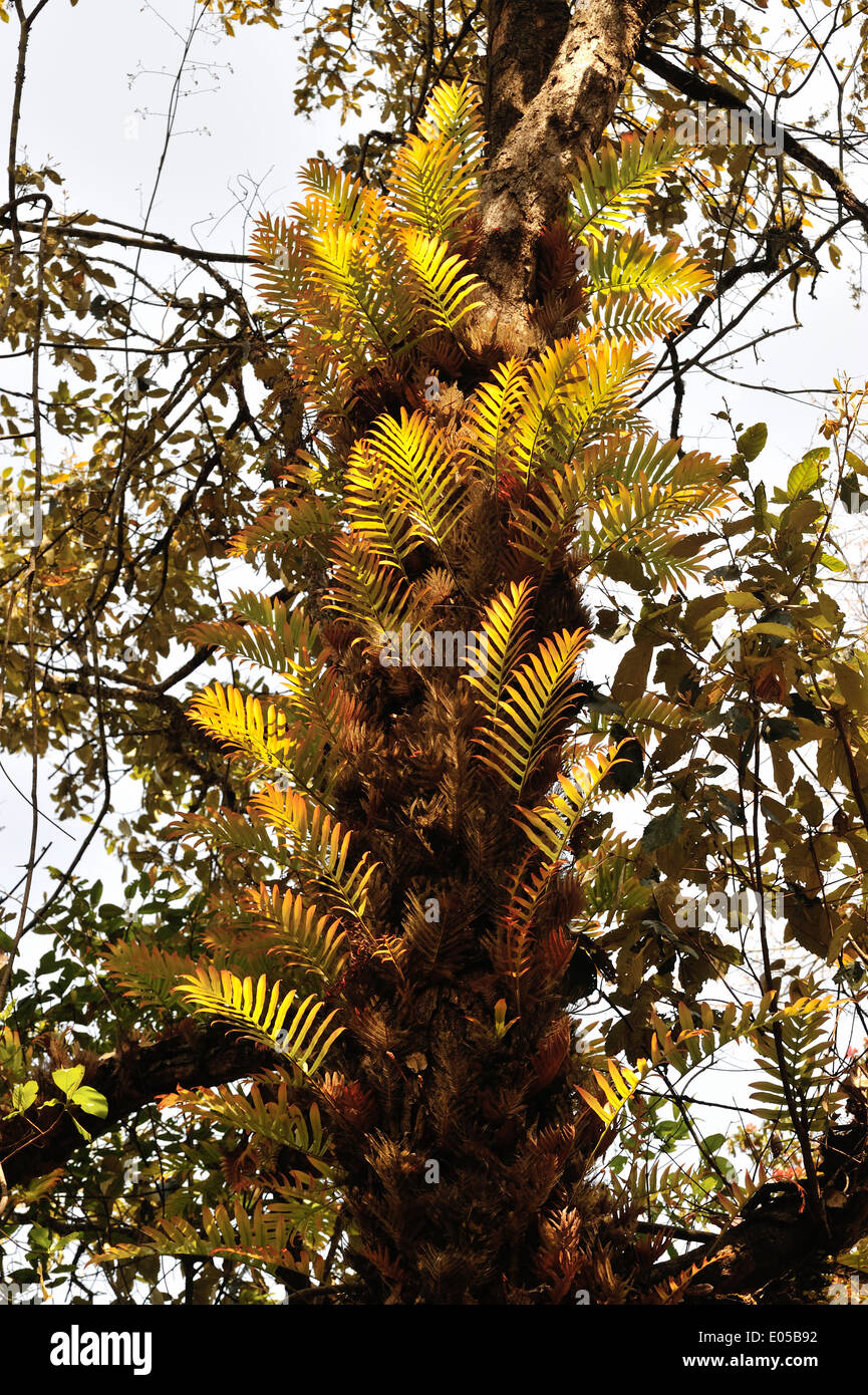 Himalayan forest vegetation in Eastern Bhutan. Image taken on Merak ...