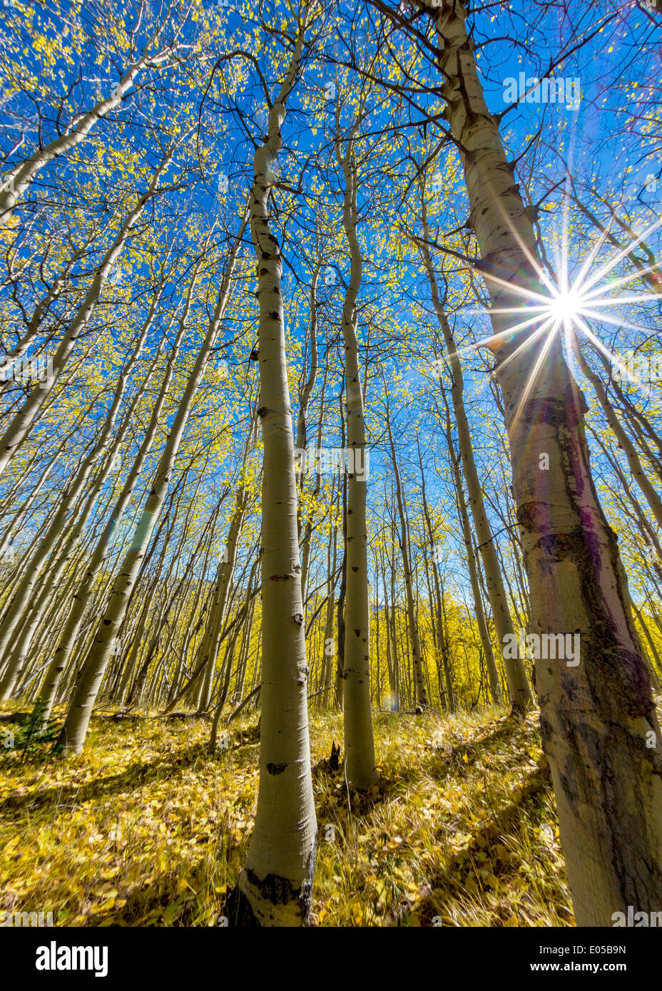 Brush grove hi-res stock photography and images - Alamy