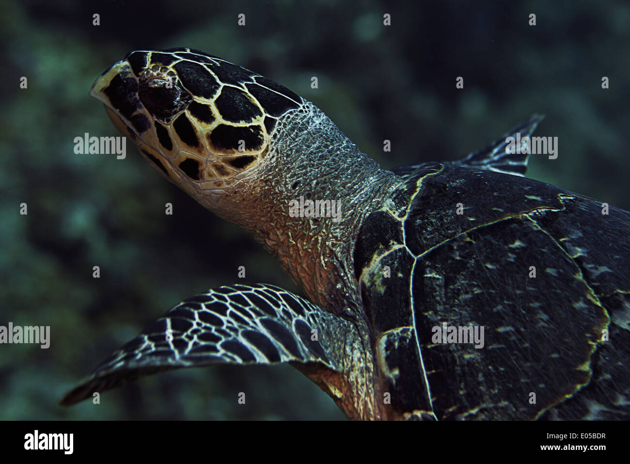 A hawksbill turtle soars in the ocean in Roatan, Honduras Stock Photo ...