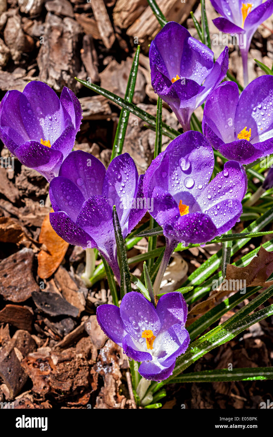 Small spring flowers with water on them Stock Photo - Alamy