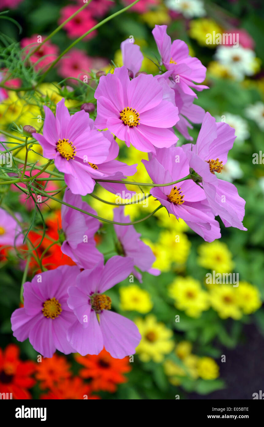 Purple cosmos flowers hi-res stock photography and images - Alamy