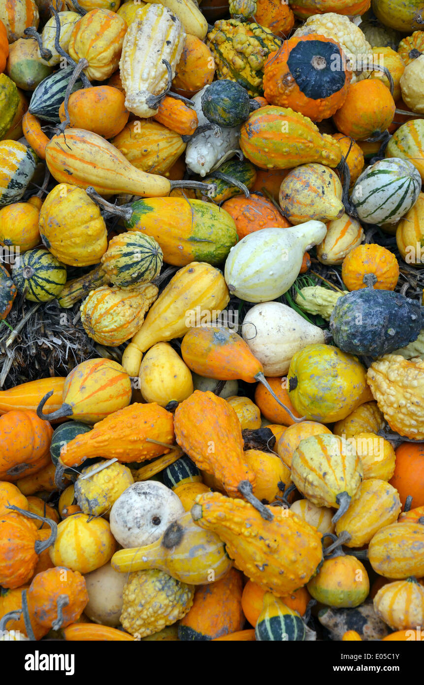 Gourds and pumpkins hi-res stock photography and images - Alamy