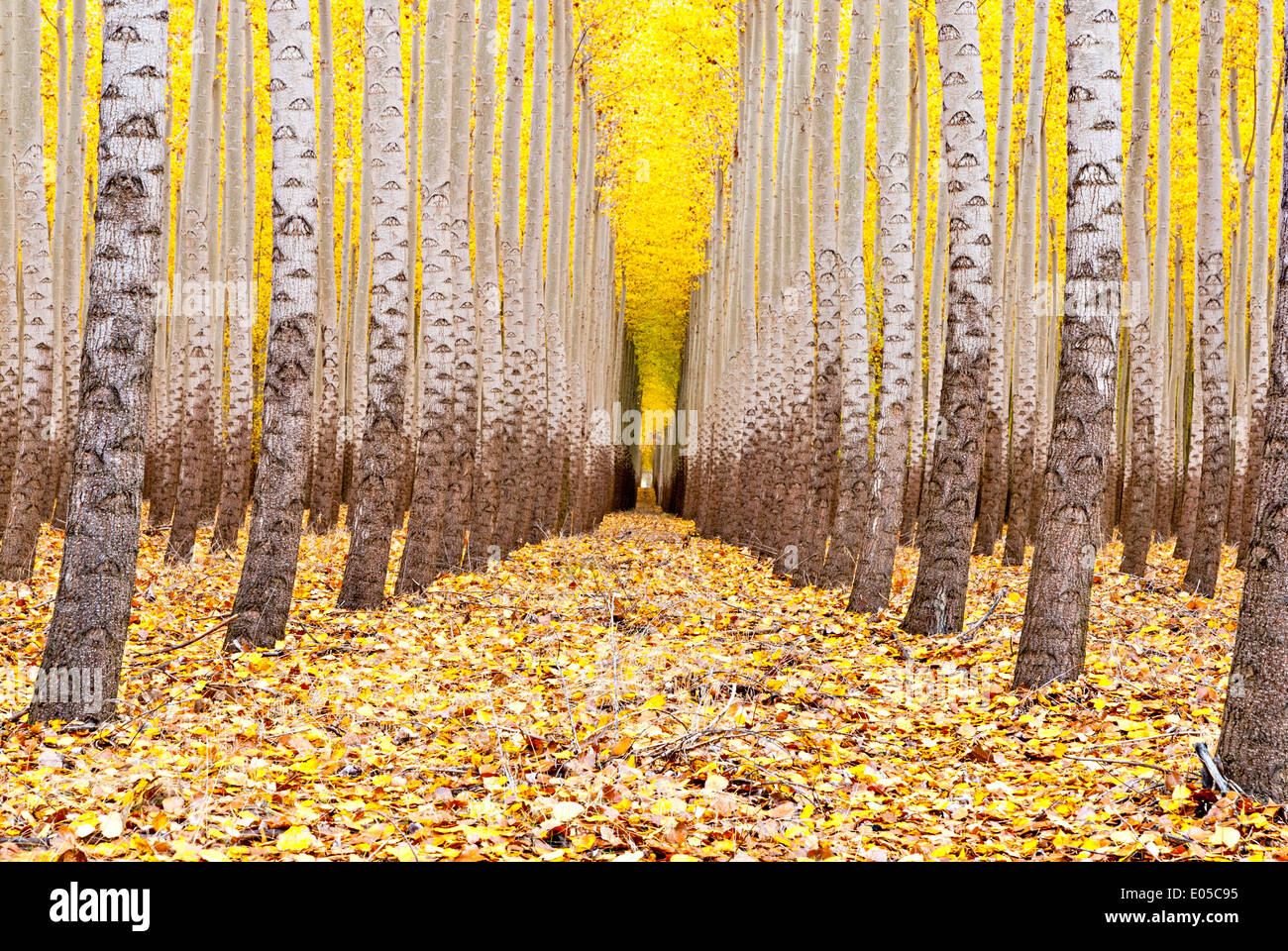Tree farm rows in autumn Stock Photo - Alamy
